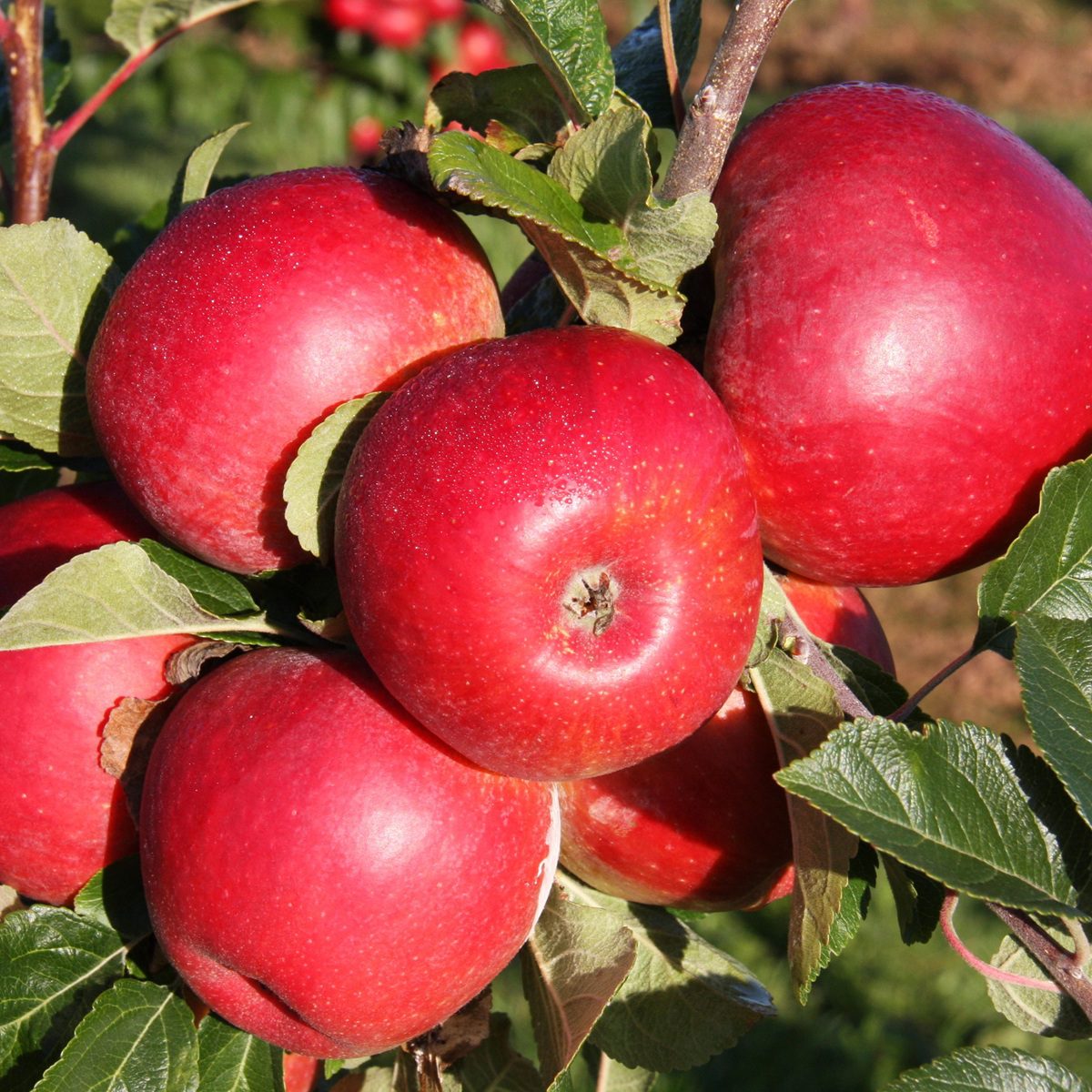 Apple Red Windsor Bush Fruit Tree