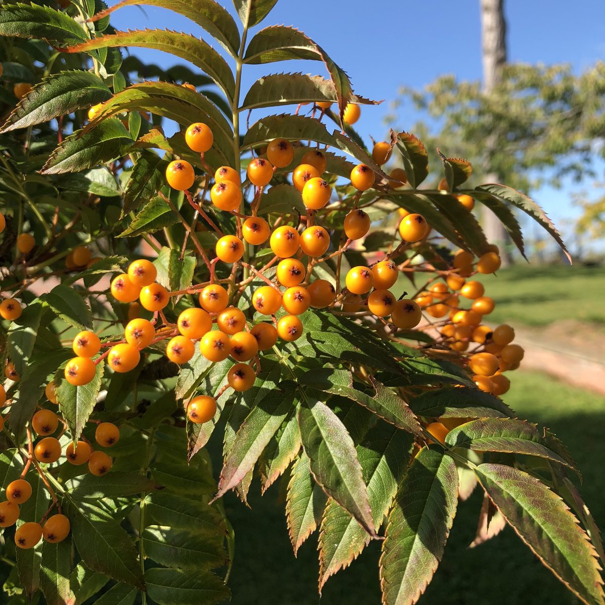 Sorbus 'Autumn Spire' (Flanrock) Rowan Tree