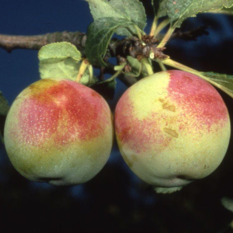 Gage Early Transparent Bush Fruit Tree