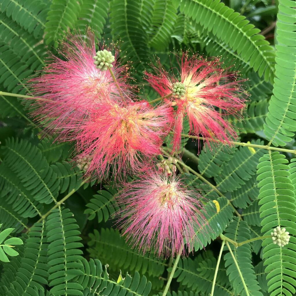 Plants | Seasonal British Grown Plants - Hillier