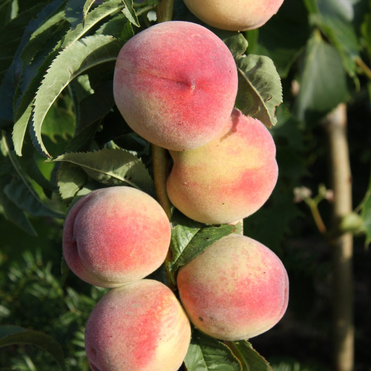 Peach Peregrine Bush Fruit Tree