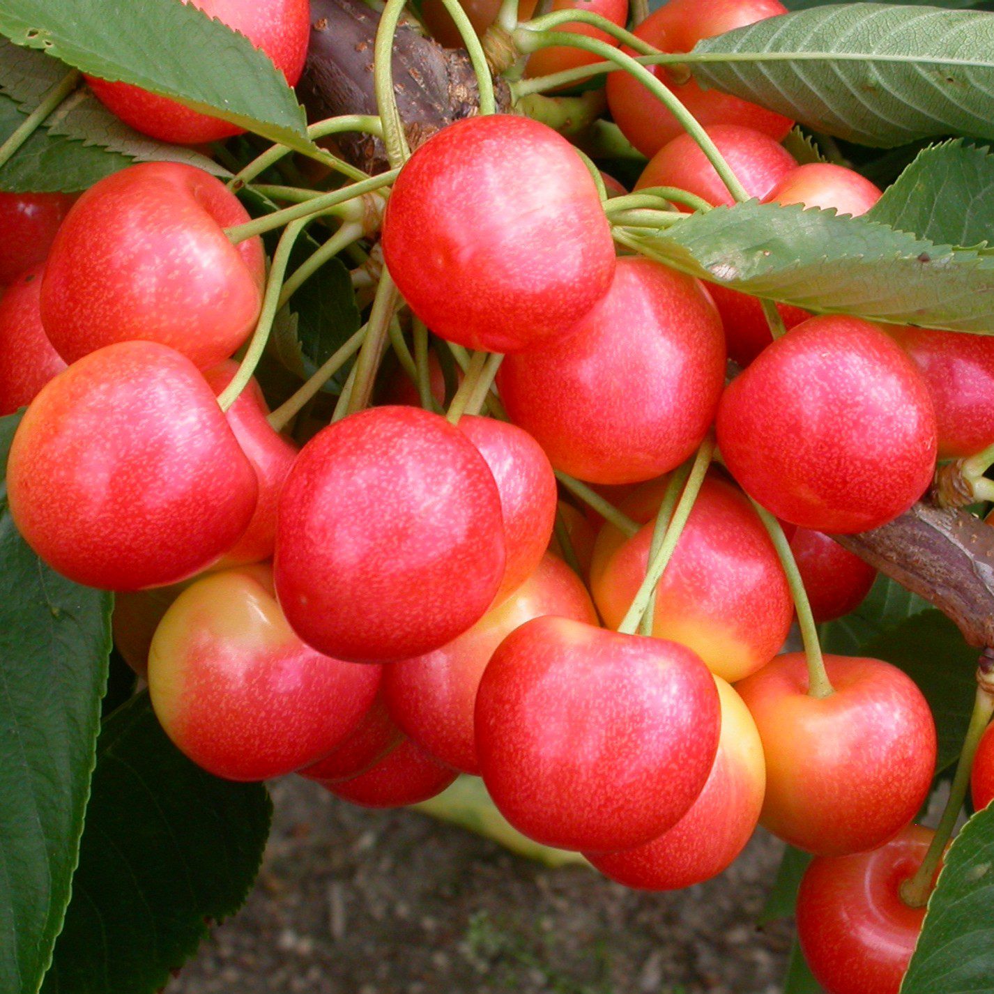 Cherry STARDUST COVEU Patio Fruit Tree