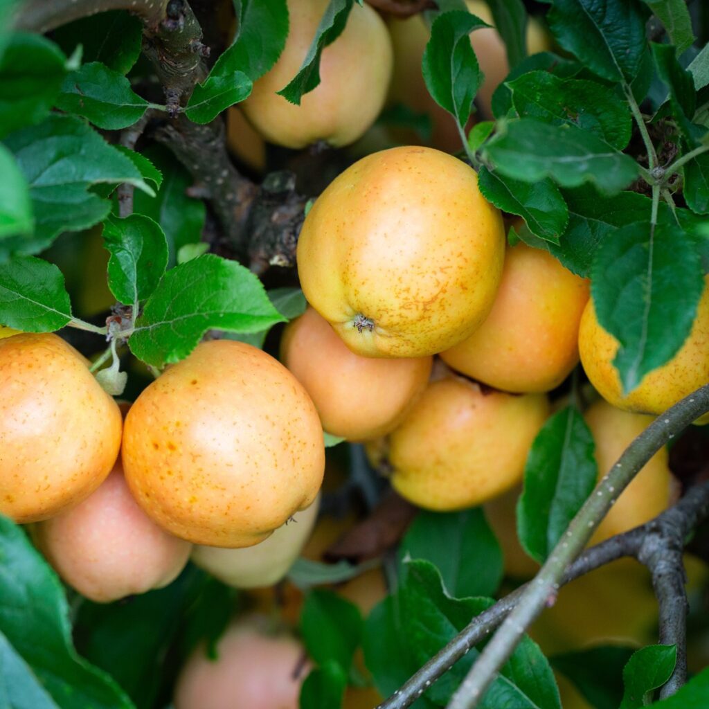 Apple Surprize Bush Fruit Tree