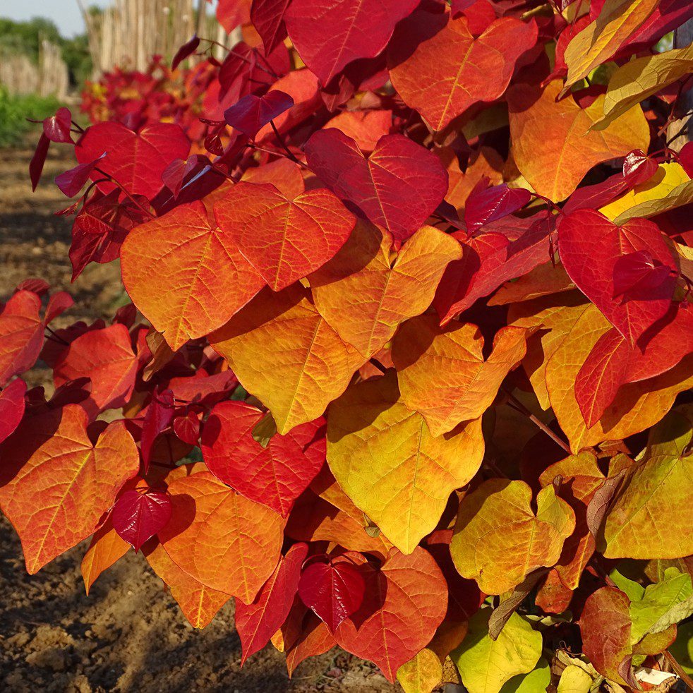 Plants | Seasonal British Grown Plants - Hillier