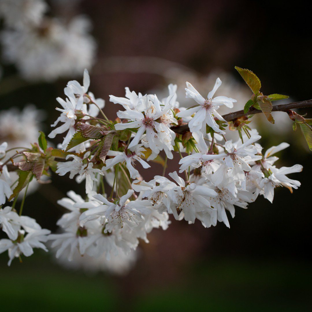 Prunus 'Starlight' Flowering Cherry Tree
