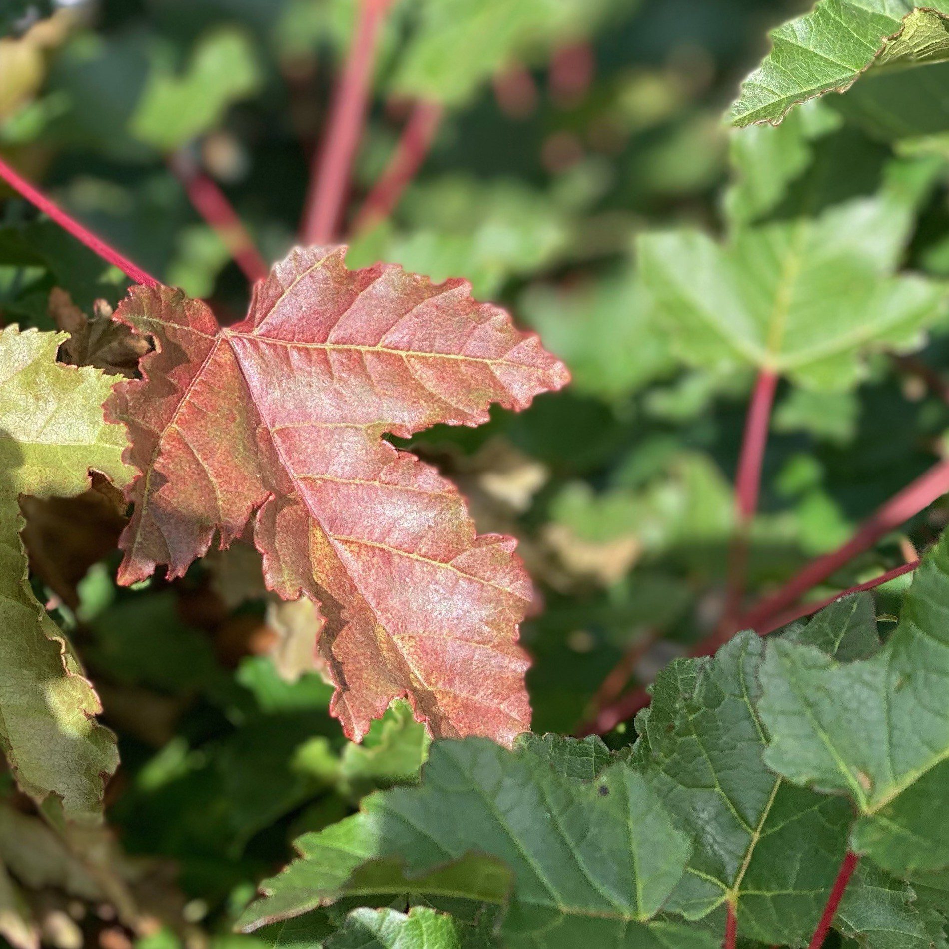 Plants | Seasonal British Grown Plants - Hillier