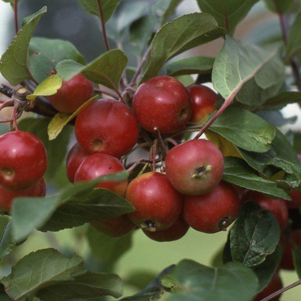 Malus 'Gorgeous' Crab Apple Tree